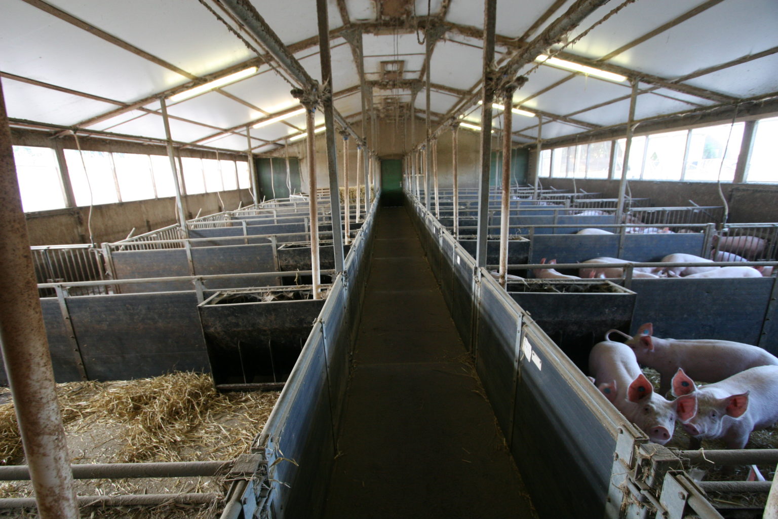 Free farrowing checklist