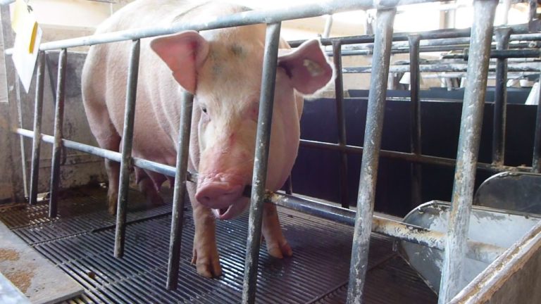 Why Free Farrowing?