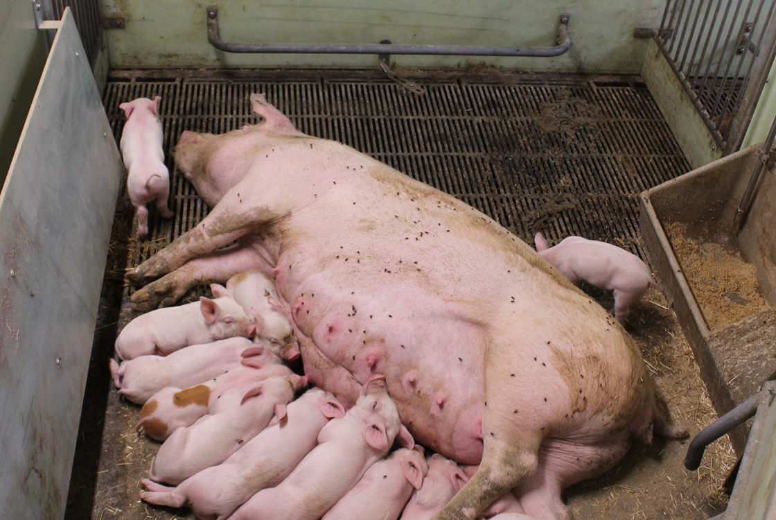 Zero-Confinement Pens