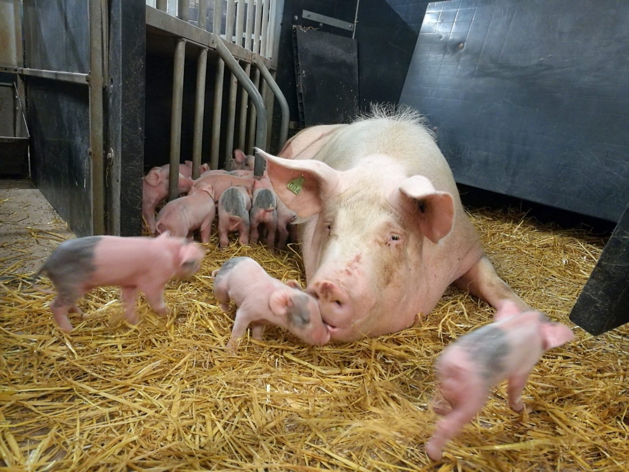 Why Free Farrowing?