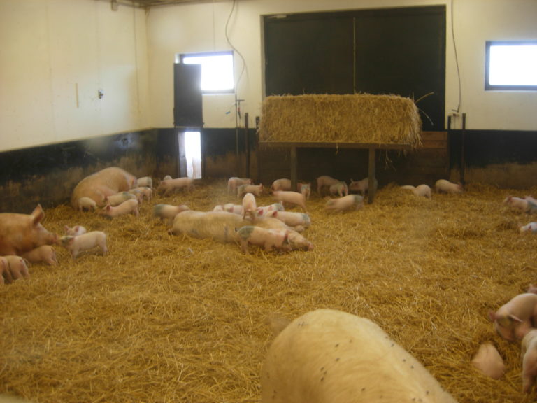 Farrowing Systems
