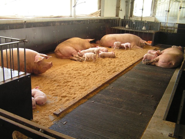 Two-Stage Group System