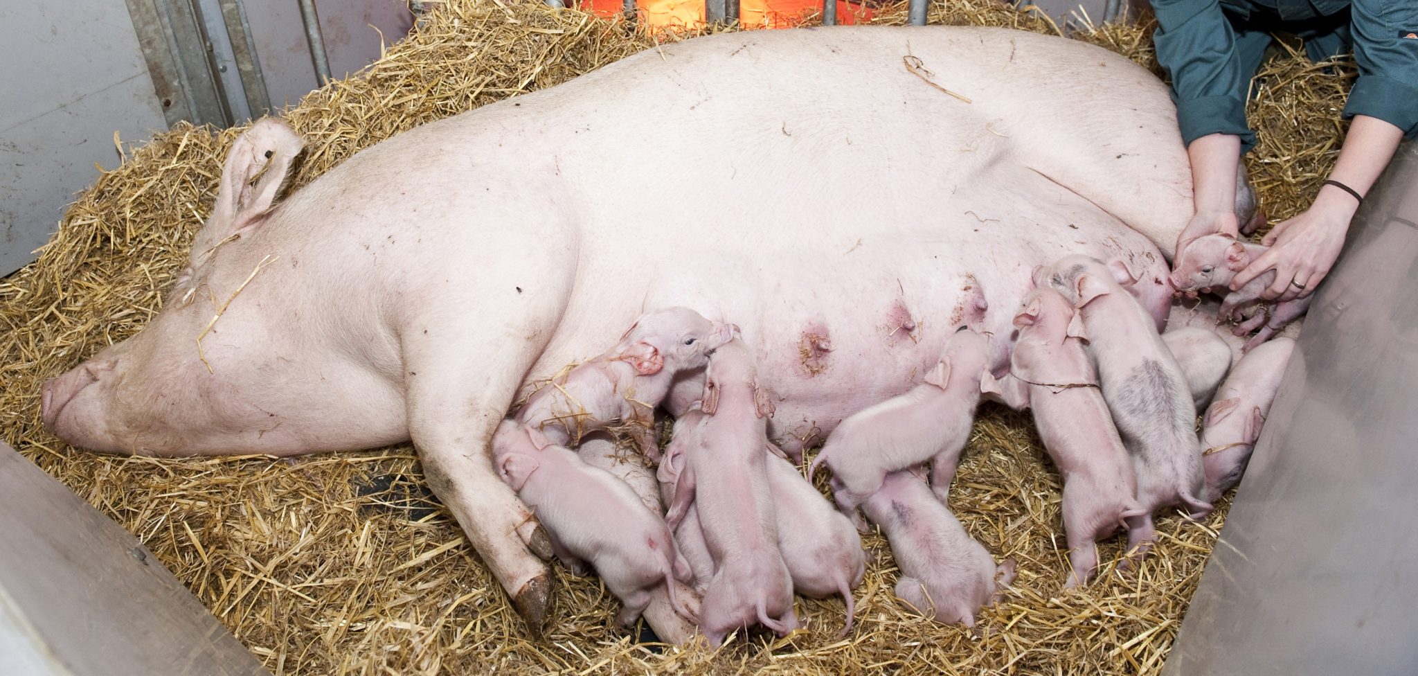 Improving piglet survival