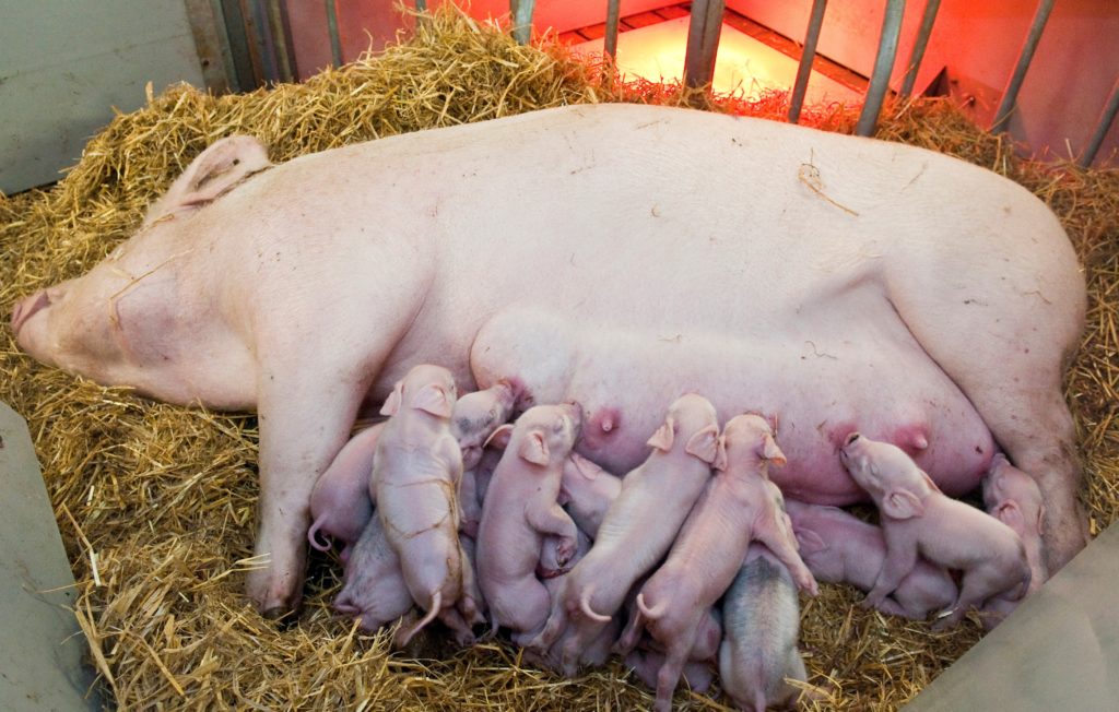 Free Farrowing