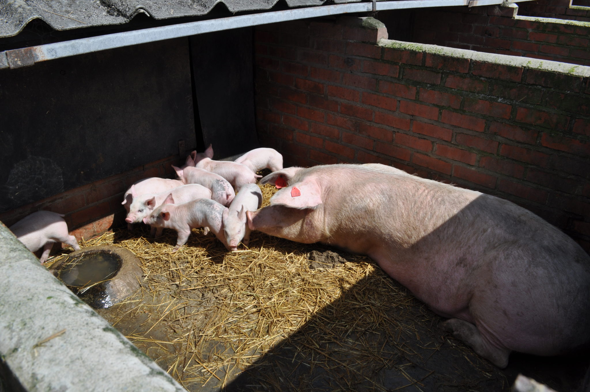 Farrowing Systems