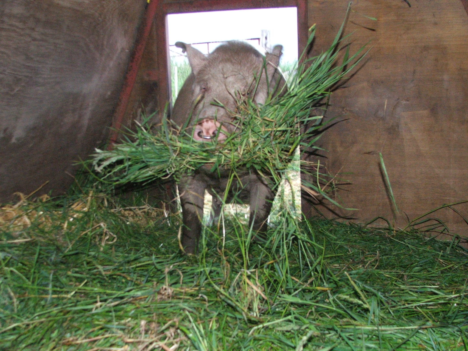 Why Free Farrowing?