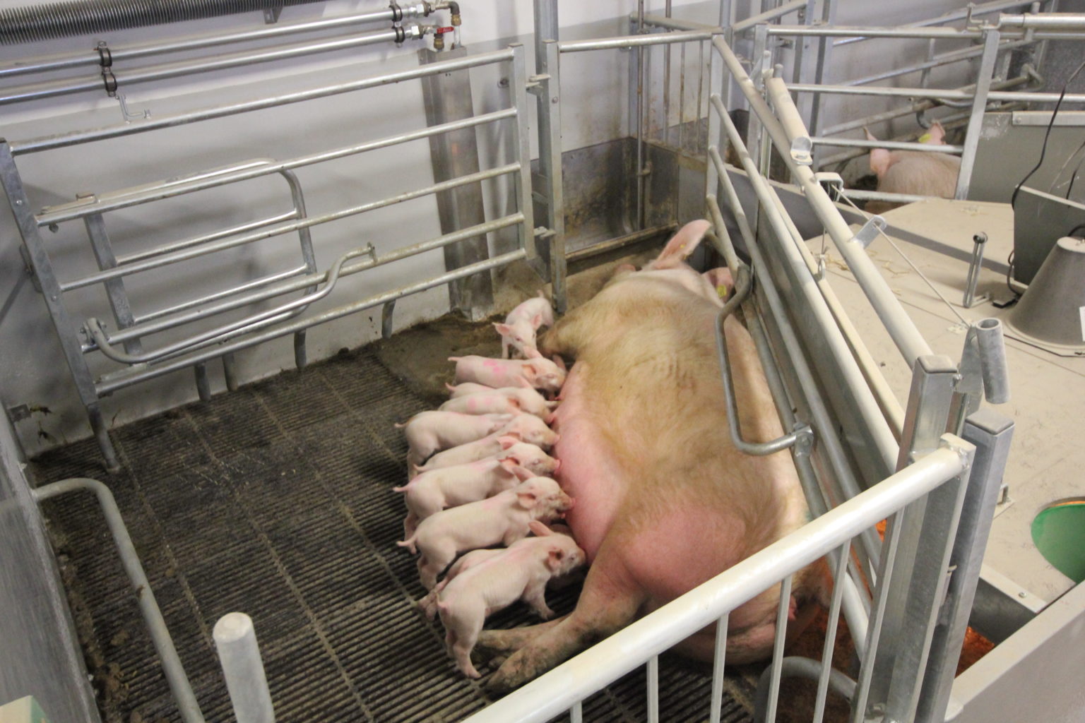 Vissing-Agro OPTI-FARROW