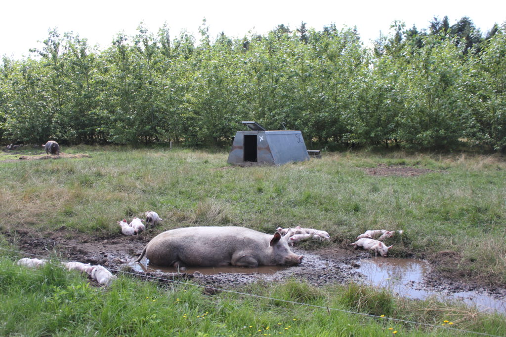 Farrowing Systems