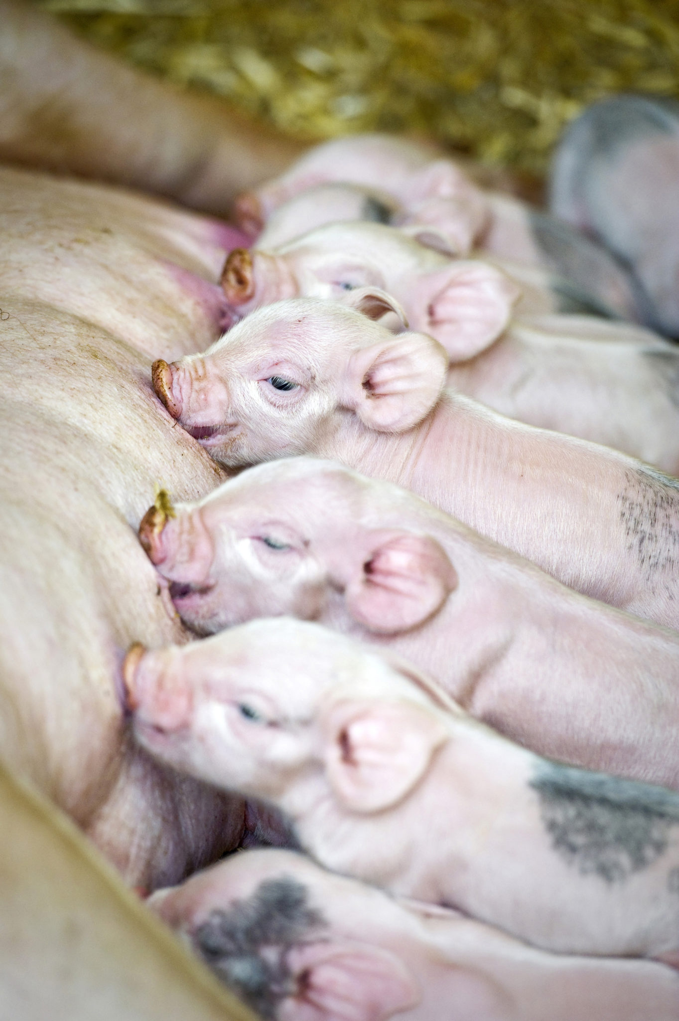 Improving piglet survival