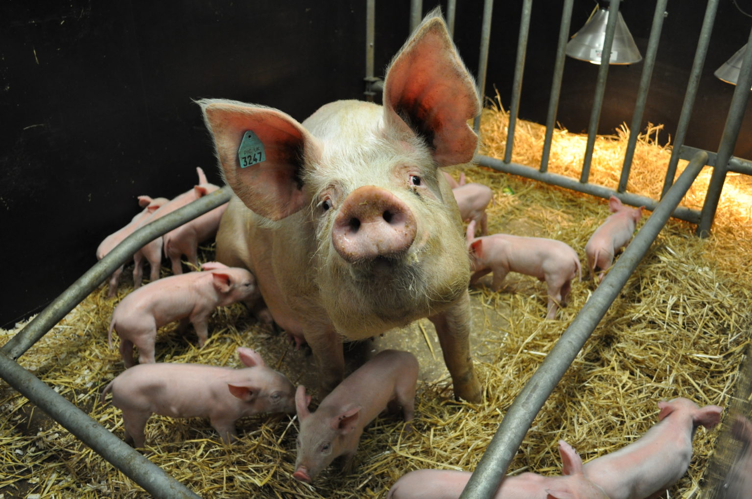 System design criteria